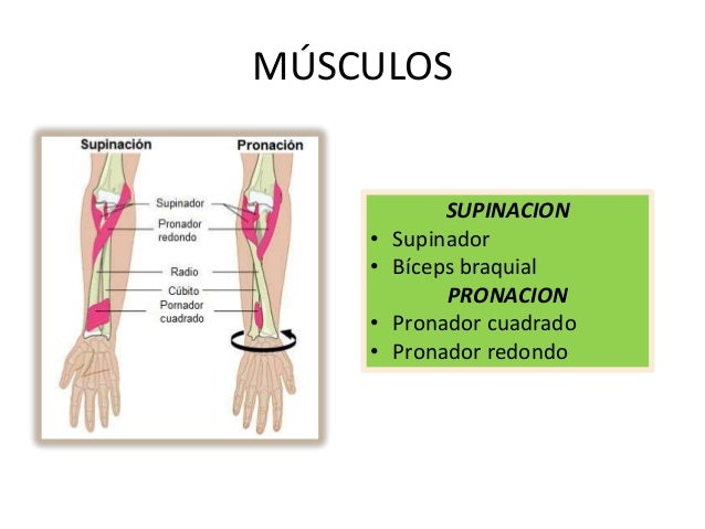 Articulacion Del Codo Codo Ciencias De La Danza