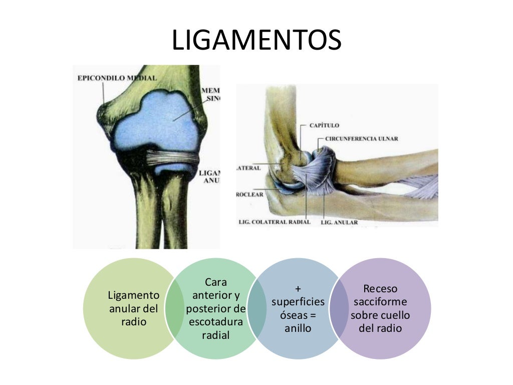 Articulacion del codo