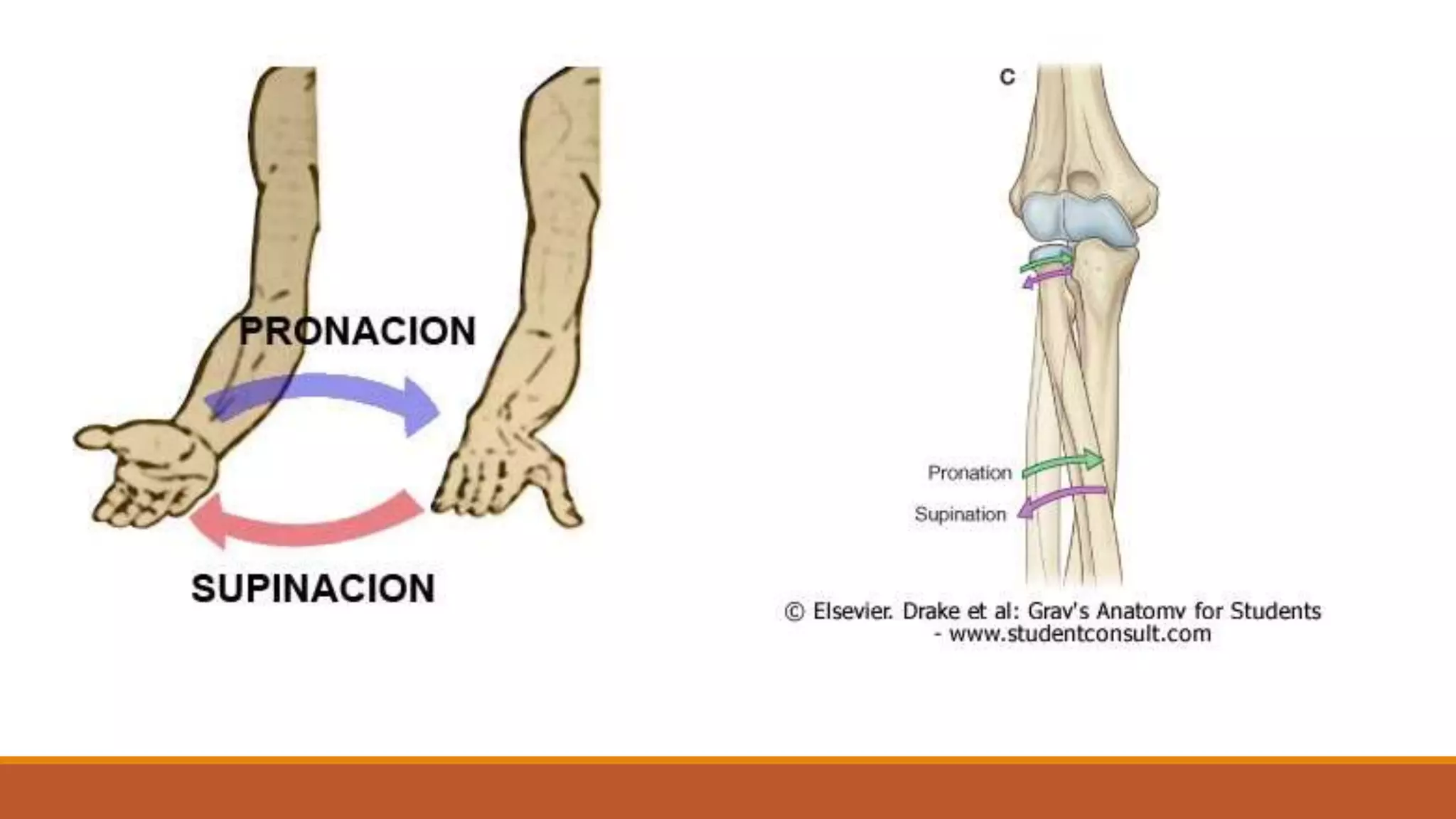 ARTICULACION DEL CODO.pptx