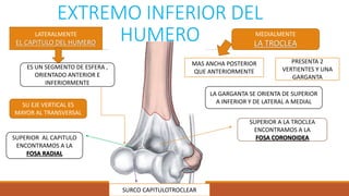 ARTICULACION DEL CODO.pptx