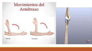 ARTICULACION DEL CODO.pptx