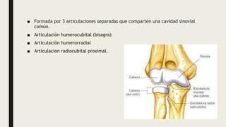 articulacion del codo.pptx