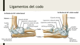 articulacion del codo.pptx