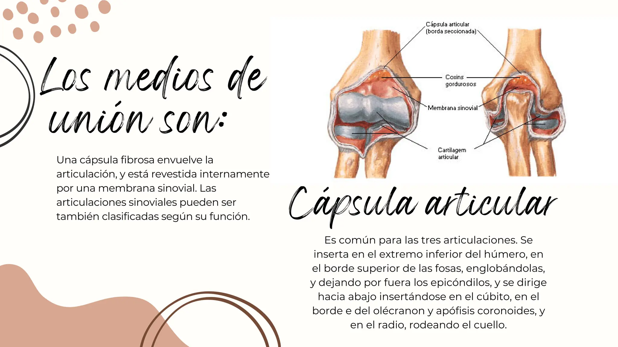 Articulación del codo. Anatomía general.pdf