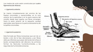 Articulación del codo. Anatomía general.pdf