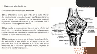 Articulación del codo. Anatomía general.pdf