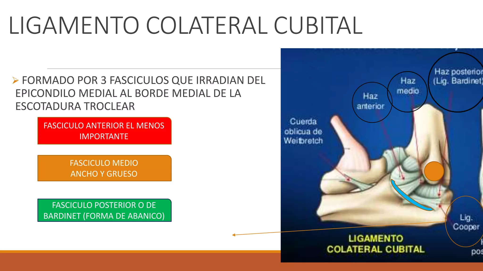 ARTICULACION DEL CODO 2.pptx