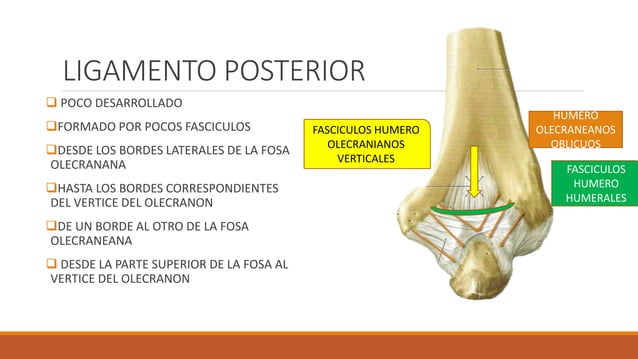 ARTICULACION DEL CODO 2.pptx