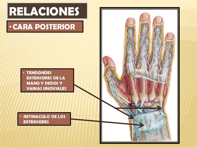 Articulaciones de muñeca y mano