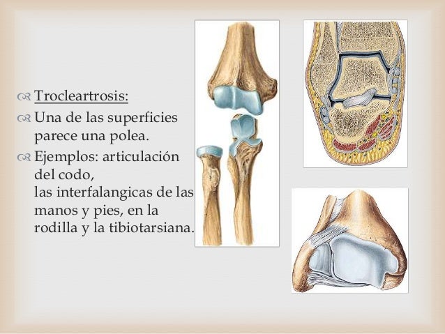 Articulaciones