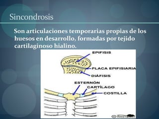 Articulaciones | PPTX