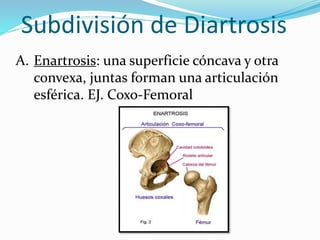 Articulaciones | PPTX