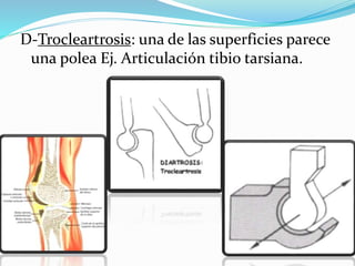 Articulaciones | PPTX