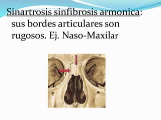 Articulaciones | PPT