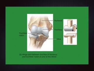 Articulaciones | PDF