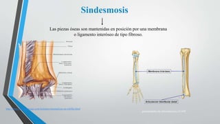 Articulaciones | PPTX