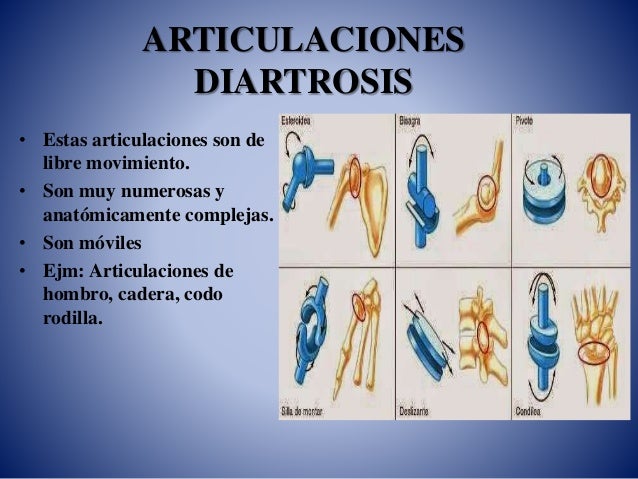 Articulaciones