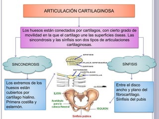 Articulaciones | PPTX