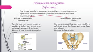 Articulaciones | PPTX