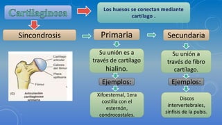 Articulaciones | PPTX