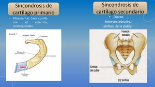 Articulaciones | PPTX