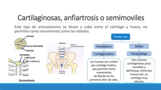 Articulaciones | PPTX