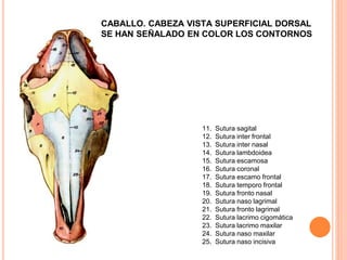 Articulaciones.pptx