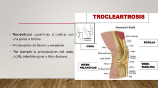 DESCRIPCIÓN ANATÓMICA DE LAS ARTICULACIONES.pptx