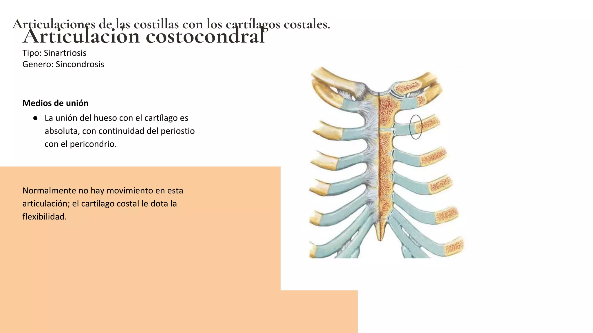 Articulaciones (1).pptx