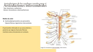 Articulaciones (1).pptx