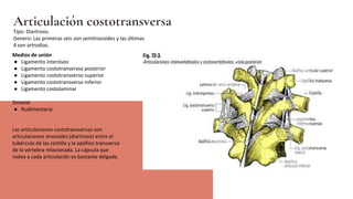 Articulaciones (1).pptx