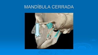 Articulaciones cabeza y cuello | PPTX