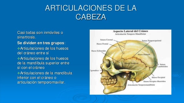 Articulaciones cabeza y cuello