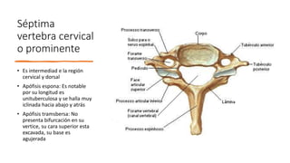 Articulaciones Cervicales.pptx