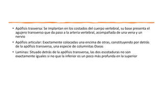 Articulaciones Cervicales.pptx