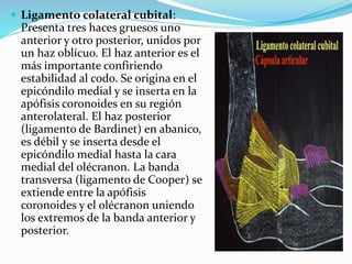 Articulaciones codo rodilla cadera | PPTX