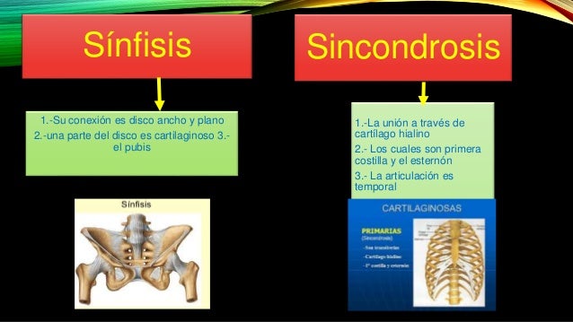 Articulaciones cuerpo humano