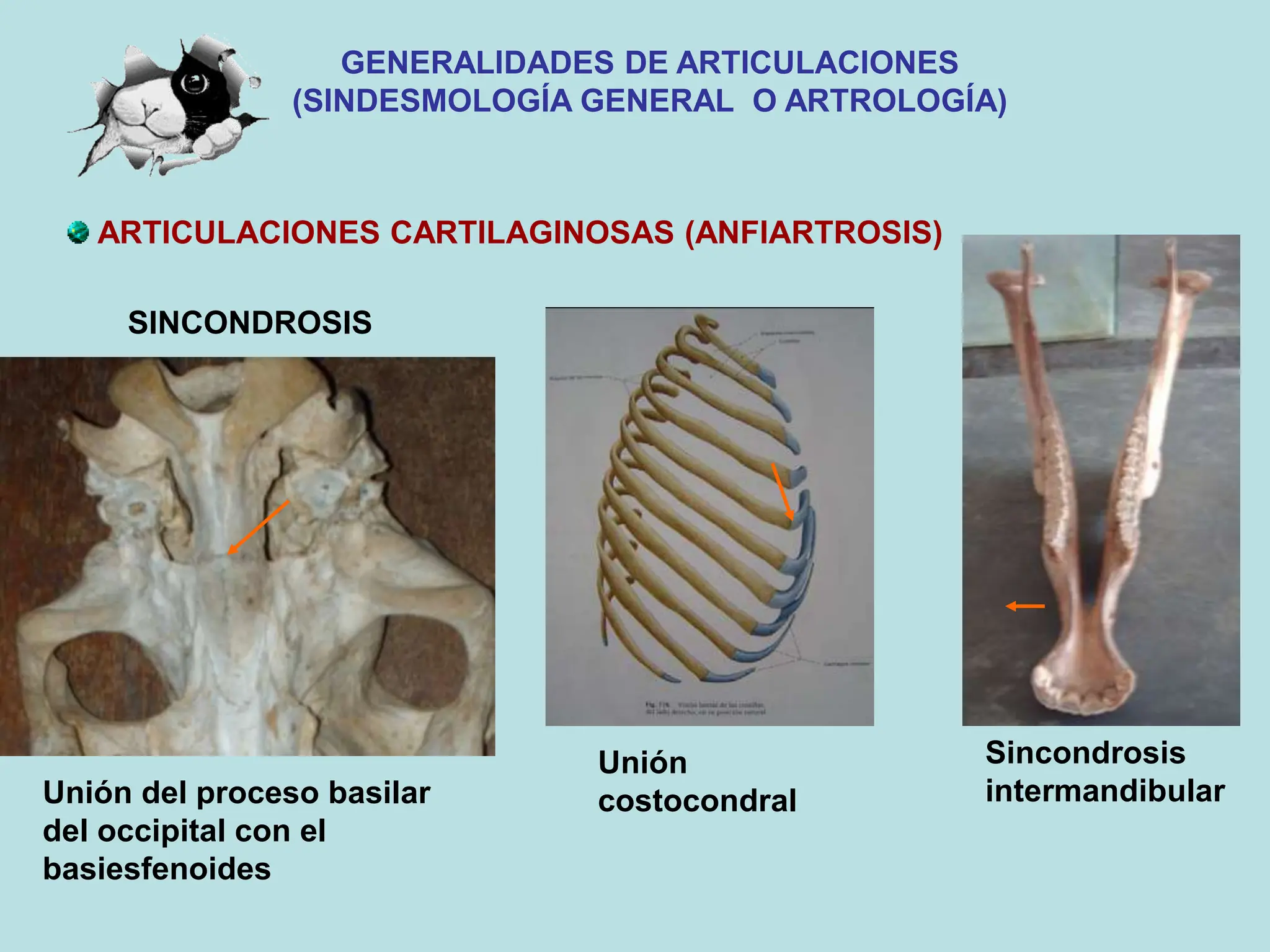 Articulaciones de la Cabeza de los animales domésticos | PPT