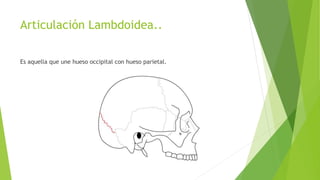 Articulaciones de la cabeza.pptxjsnslsnsb | PPTX