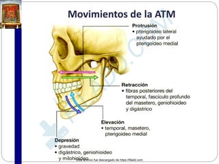 ARTICULACIONES DE LA CABEZA CEFALICA.pdf