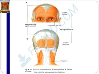 ARTICULACIONES DE LA CABEZA CEFALICA.pdf