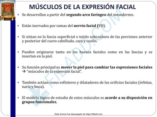 ARTICULACIONES DE LA CABEZA CEFALICA.pdf