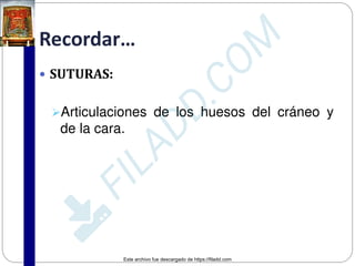 ARTICULACIONES DE LA CABEZA CEFALICA.pdf