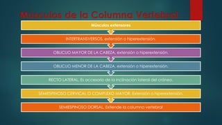 Articulaciones de la Columna Vertebral | PDF