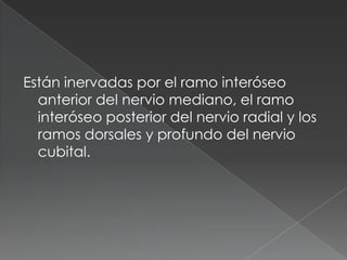 Articulaciones de la mano | PPTX
