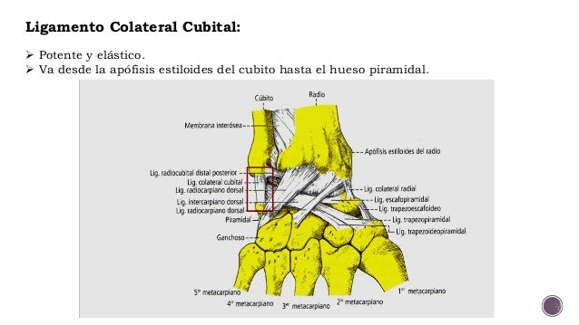 REGIÓN DE LA MANO, dropped image link, dropped image link, dropped image…