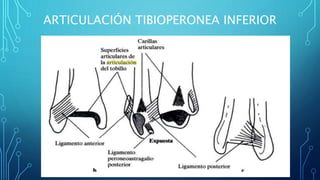 Articulaciones de la pierna | PPTX