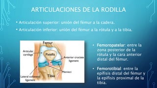 Articulaciones de la pierna | PPTX