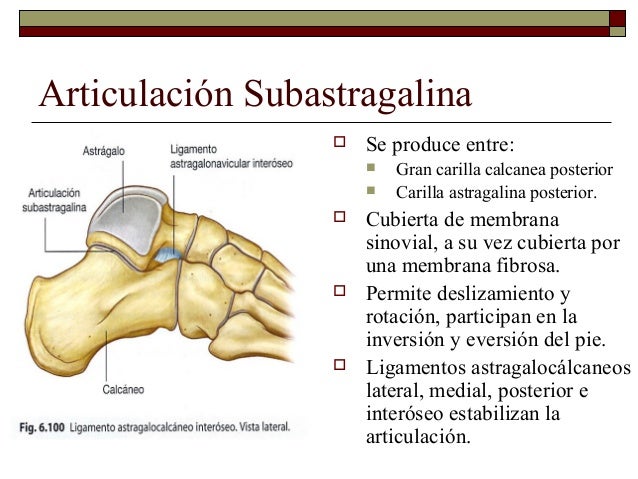 Articulaciones de la pierna y el pie
