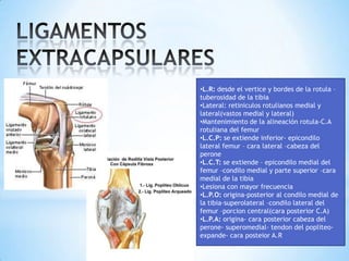 Articulaciones de la rodilla | PPTX